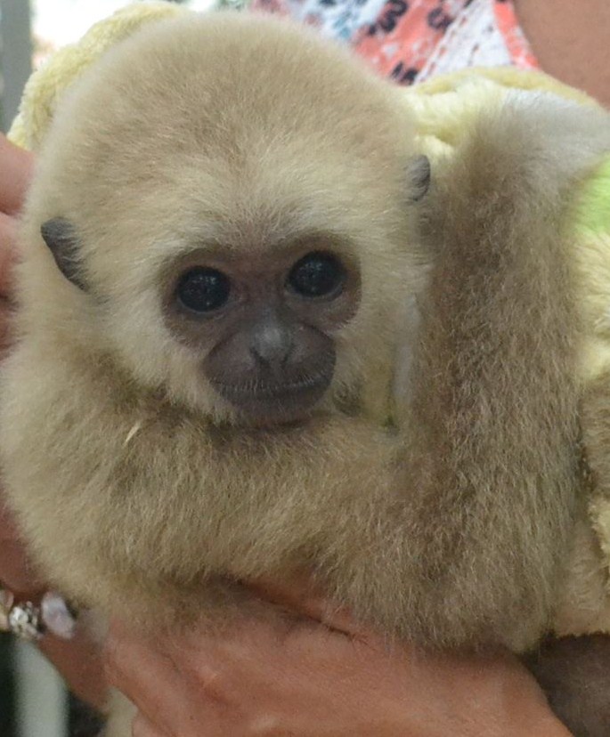 Animals | Dade City's Wild Things